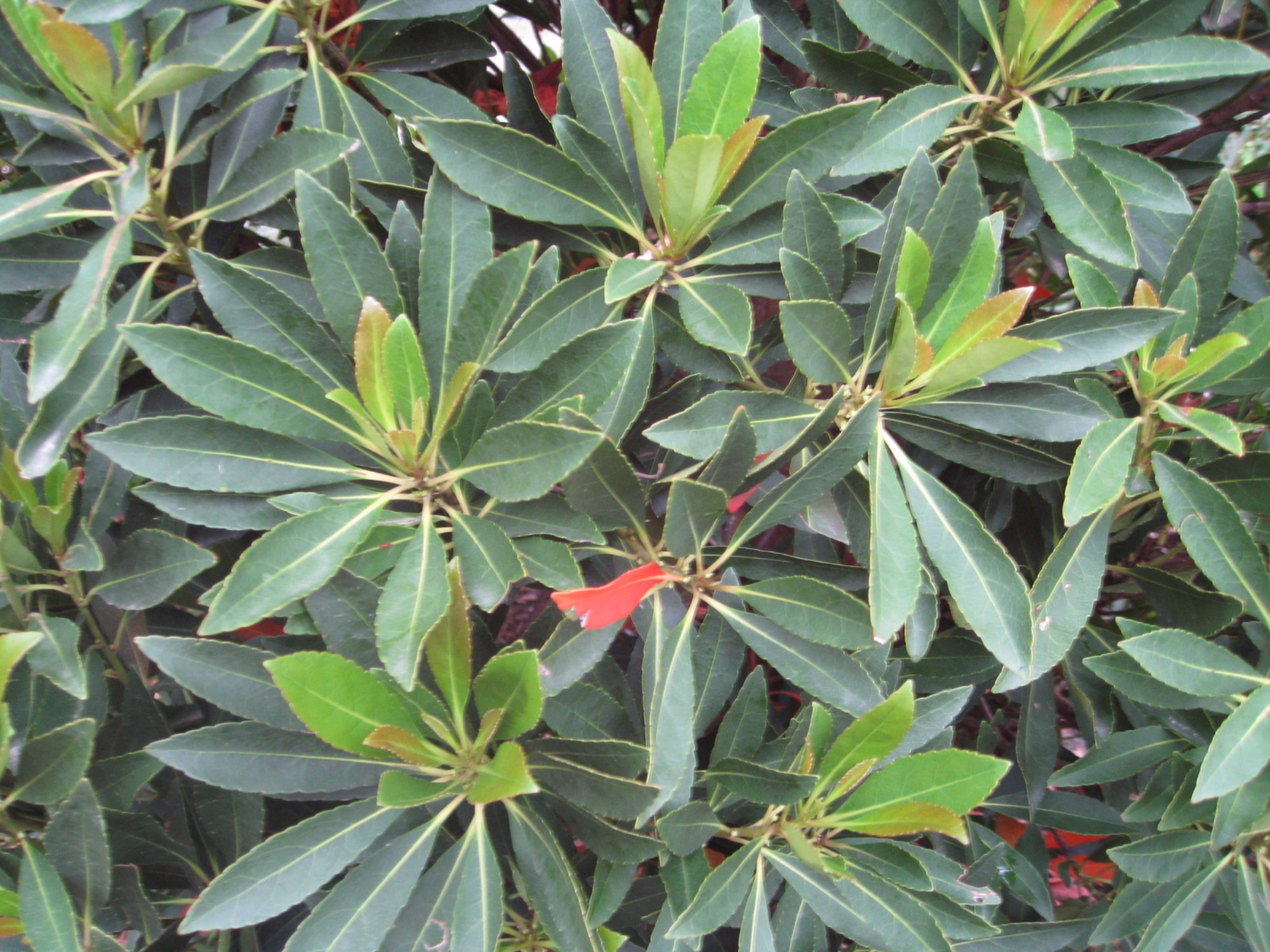 Elaeocarpus - JungleKey.fr Image